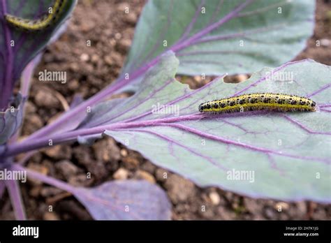 Pieris Brassicae Large White Cabbage Butterfly Cabbage White
