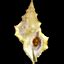 Micro shells SHAPE 形で探す