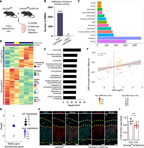 The Spatial Zonation Of The Murine Placental Vasculature Is Specified