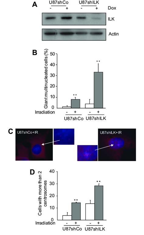 Silencing Integrin Linked Kinase Ilk Induces Radiationinduced Mitotic Download Scientific