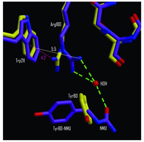 Geometry Of The Arginine 180 Tryptophan 211 Interaction The Download Scientific Diagram