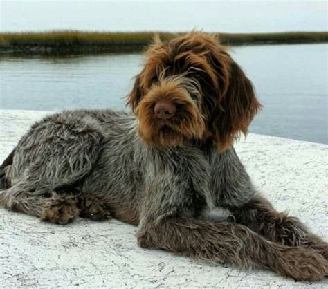 Are Wirehaired Pointing Griffon Puppies Lazy