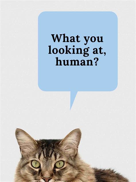 Food Aggression In Dogs Towards Cats Johnny Mcleod