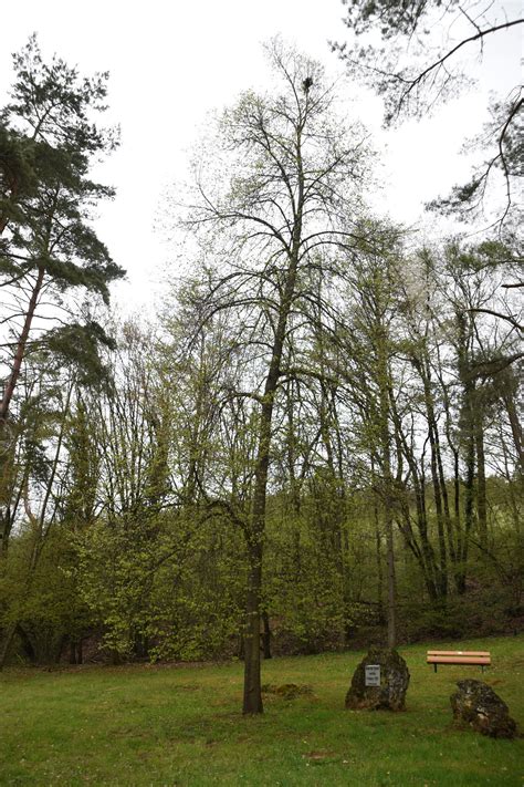 Tree Of Unity By Grimereader On Deviantart