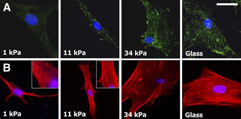 Matrix Elasticity Directs Stem Cell Lineage Specification Cell