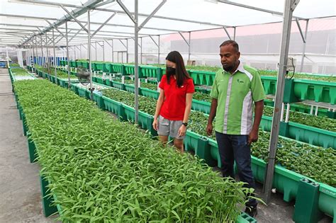 Spaces For Researchers To Test Planting Methods The Star