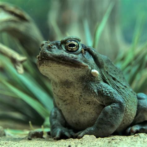 How To Get Toad Master The Art Of Catching Toads In 5 Simple Steps