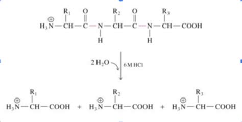 Lecture 8 Protein Chemistry Sequencing Flashcards Quizlet