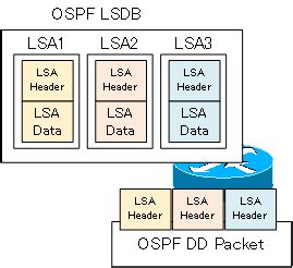 Synchronization Process Of OSPF LSDB How The OSPF Works N Study