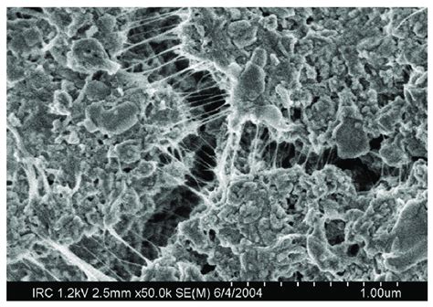 Sem Micrograph Crack Bridging Carried Out By Cnts In Opc Reproduced