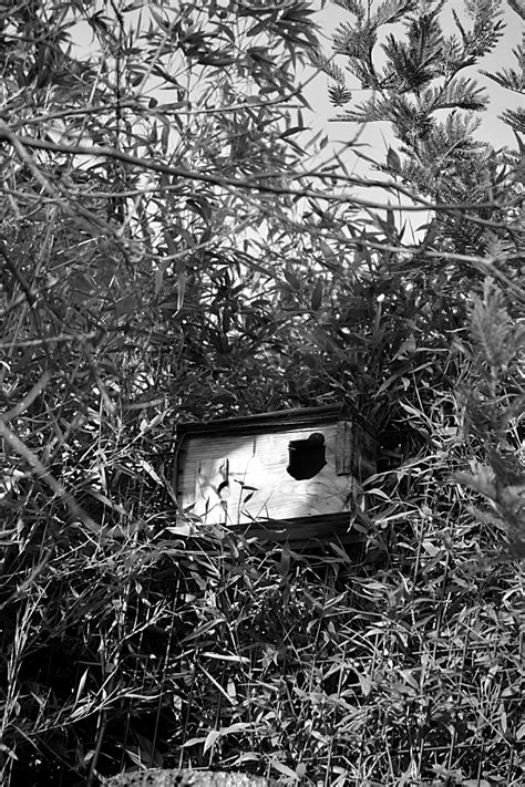 Nesting Free Stock Photo Public Domain Pictures