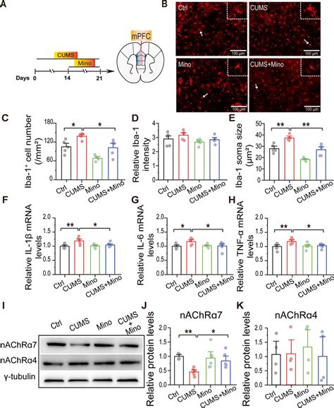 Minocycline Prevents Cums Induced Neuroinflammation In Mpfc A Download Scientific Diagram