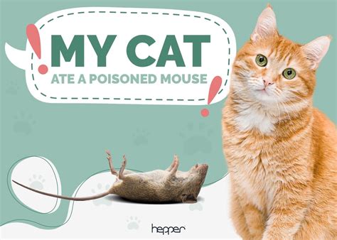 My Cat Ate A Poisoned Mouse What Should I Do Vet Approved Advice