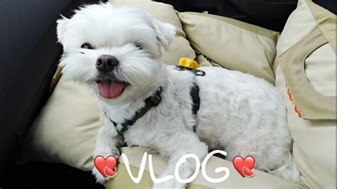 쭝 Vlog 쭝이와우리😆ㅣ볶음밥ㅣ스타필드 쇼핑ㅣ쭝이병원ㅣ참치김치찌개ㅣ Youtube