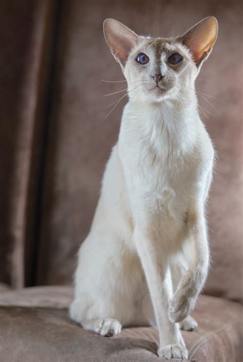 Oriental Shorthair Cat Breed Profile Litter Robot