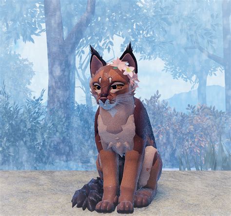 Red Abyssinian Wcue Morph