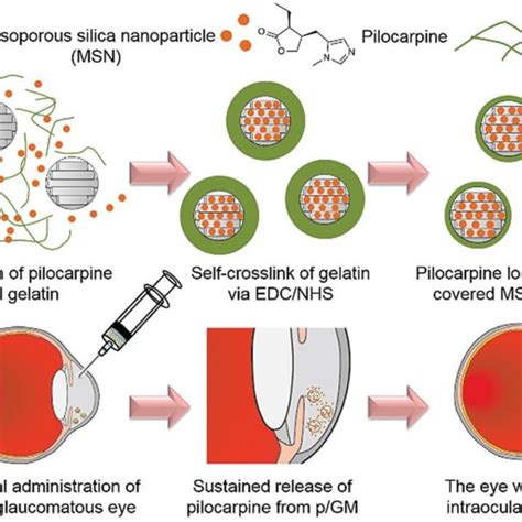 Schematic Illustration Showing Synthesis Of Silica Nanoparticles Download Scientific Diagram