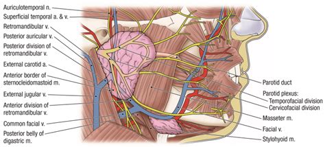Head And Neck 1 Face Scalp Infratemporal Fossa Pterygopalatine Fossa