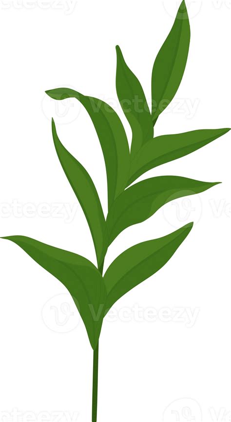 Pink Ginger Leaf Hand Drawn Illustration 10173851 Png