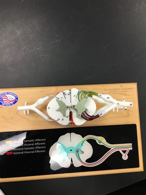 Anatomy Lab 3 Picture Diagram Quizlet
