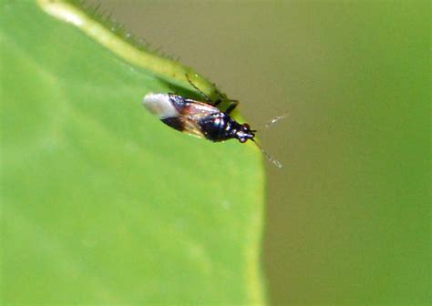 Genus Orius Bugguide Net