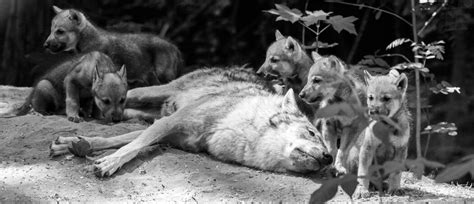 Wölfe Mythos Märchen Wirklichkeit Kinderuni Neustadt I H