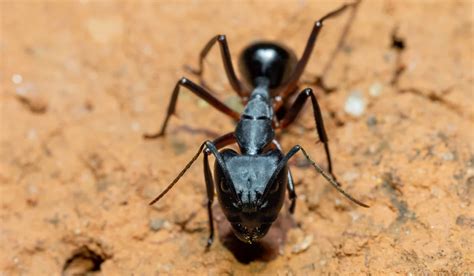 Troublesome Texas Ants ID And Effects