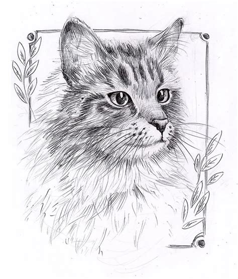 Рисунок Кошка Карандашом 66 фото