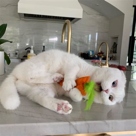 Catnip 101 The Highs Lows And Everything In Between