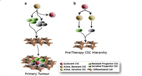 The Role Of The Csc Hierarchy In Tumourigenesis A Cancer Stem Cell