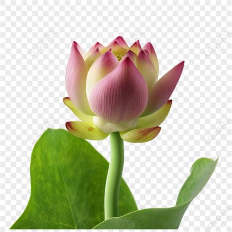 연꽃 일러스트로터스꽃들연잎 Png 일러스트 무료 다운로드 Lovepik