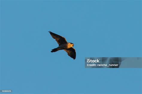 아름 다운 비행 페 레 팔 콘 야생에서 본 근처 샌 프란 시스 코 베이 갈색에 대한 스톡 사진 및 기타 이미지 갈색 검은색