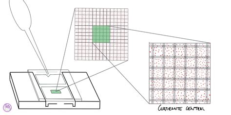 Recuento De Eritrocitos En HemocitÓmetro El Laboratorio De Marrodmir