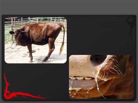 Bovine Ephemeral Fever Pptx