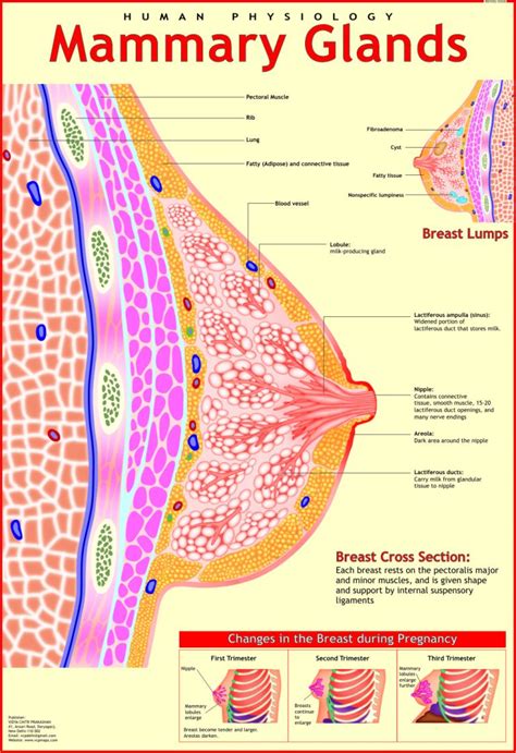 Mammary Glands Chart Vidya Chitr Prakashan Vcp