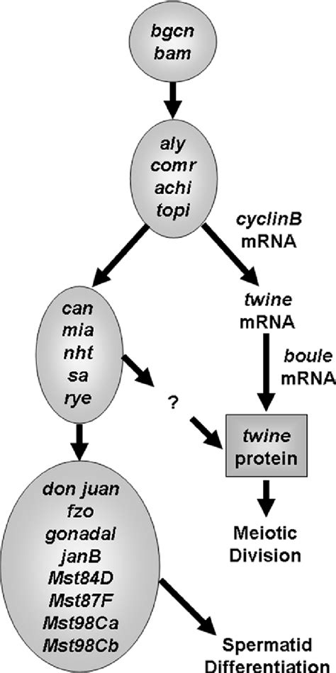 Drosophila Spermatogenesis Regulatory Pathway [adapted From 17 18