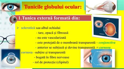 Academiaabc Ochiul și Simțul Vederii