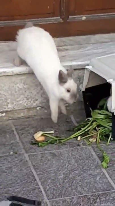 Αδελφικά παιχνίδια κουνελακια Youtube