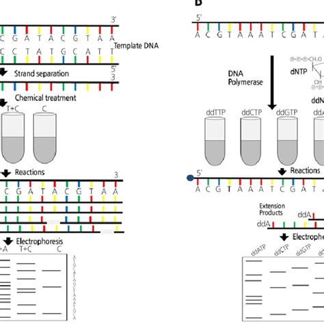 Illuminas Sbs Method Of Second Generation Sequencing Download
