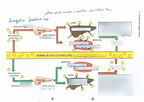 Negative Feedback Loop Diagram Quizlet
