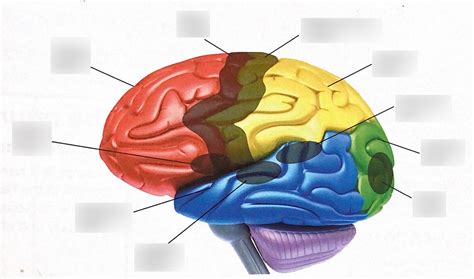 Diagram Of Cebral Cortex Locations Pg96 Quizlet