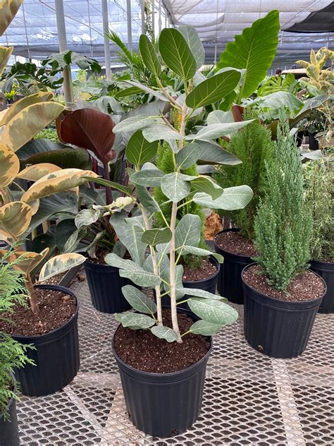 Ficus Audrey Bush Form Ficus Benghalensisis Bengal Fig Eureka Farms