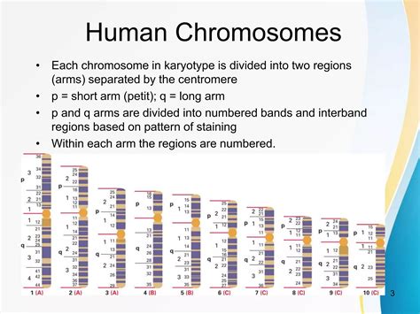 Chromosomal Abnormalitiesppt