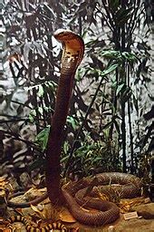 King Cobra Wikipedia