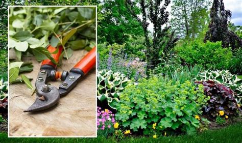 Pruning How To Prune Your Garden Effectively Now Simple Task Express Co Uk