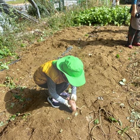 ♡유아반 고구마 캐기 활동 사진♡ 강남구립 일원어린이집