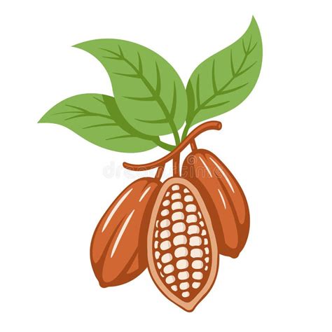 Cocoa Bean Crop Stock Illustrations 436 Cocoa Bean Crop Stock