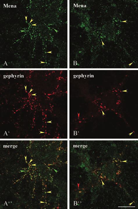 Colocalization Of Mena With Synaptic Structures In Cultured Spinal Cord