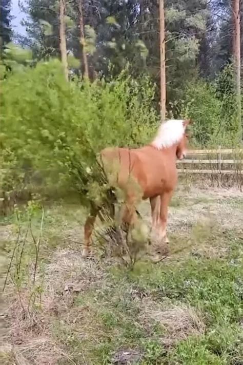 Случка и спаривание лошадей в табуне как размножаются дикие жеребцы и кобылы описание и видео