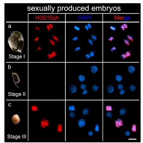 Cellular Growth Curves Based On Dapi Stained Nuclei In Asexually And